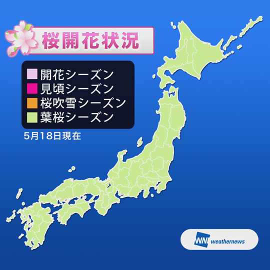 さくらCh.｜ウェザーニュース